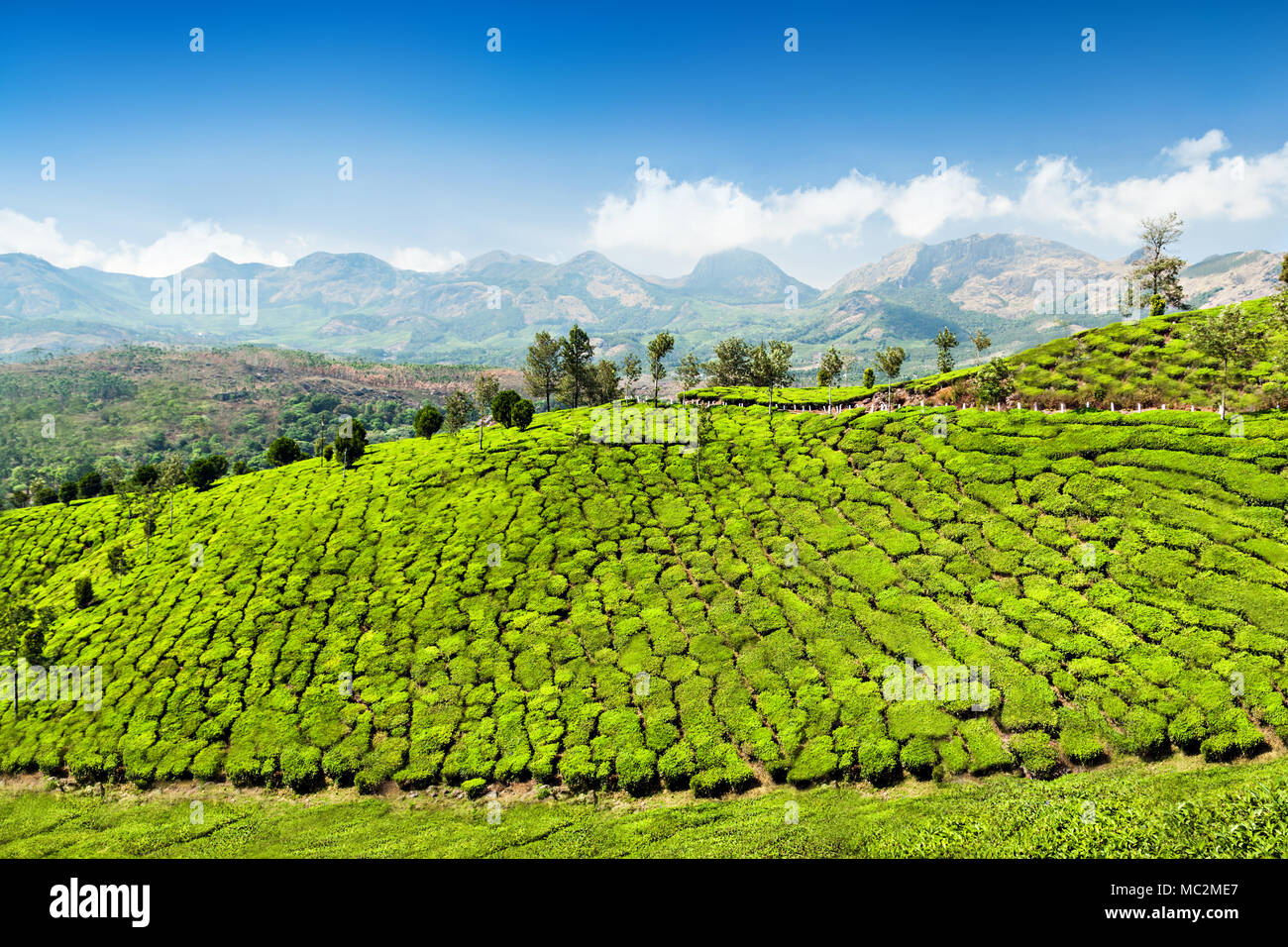 Munnar town hi-res stock photography and images - Alamy
