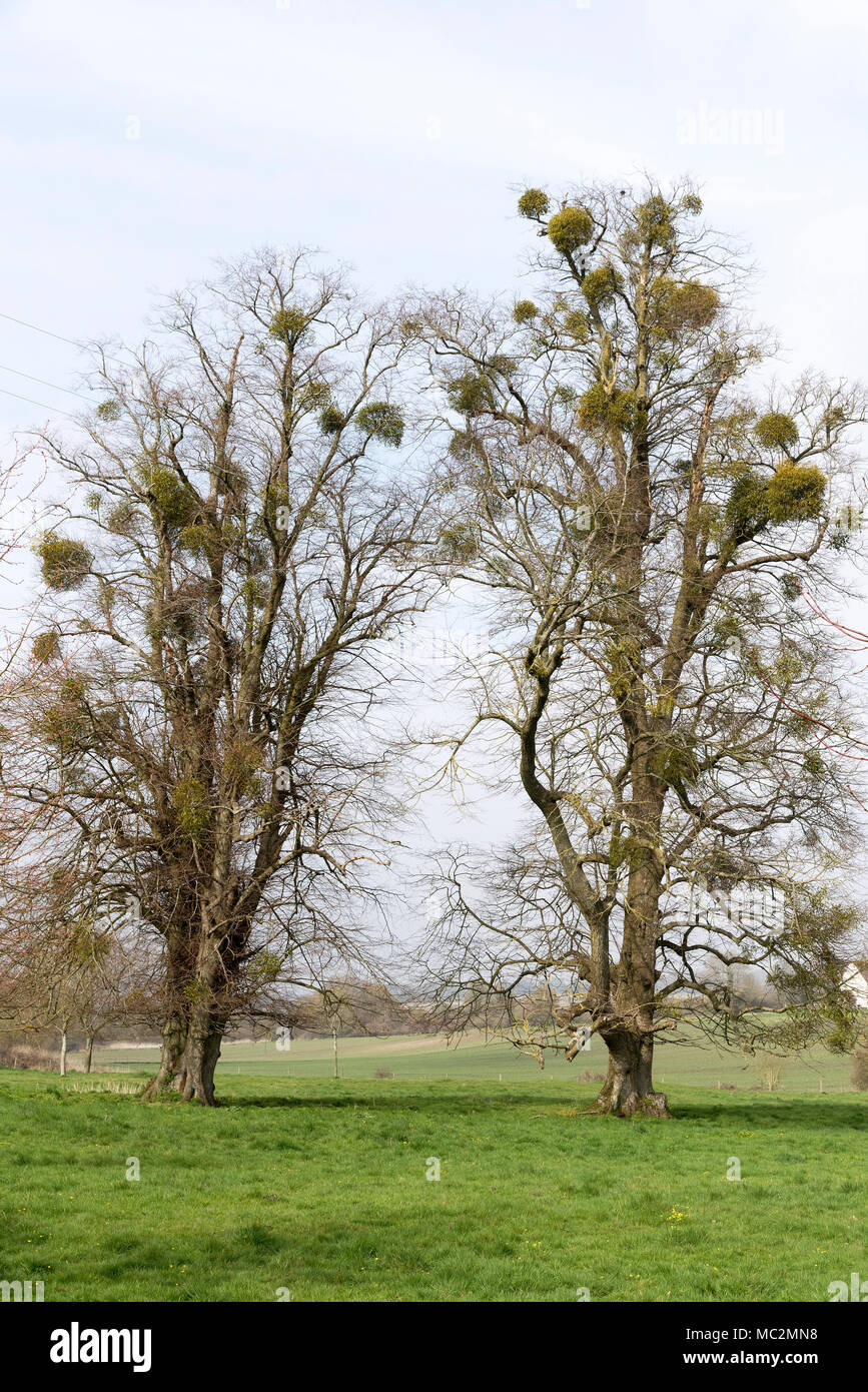 Mistletoe growing on trees hi-res stock photography and images - Alamy