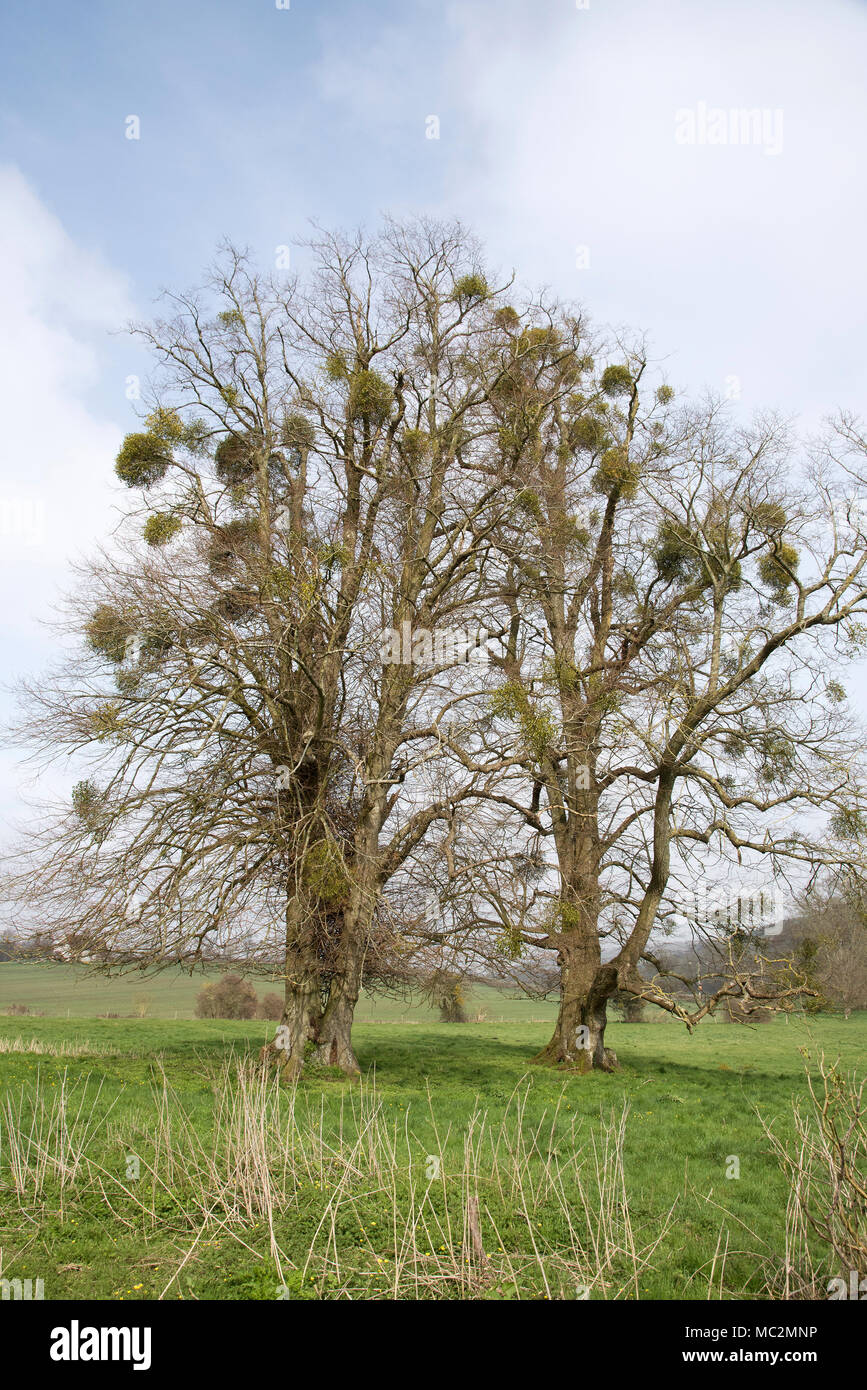 Mistletoe growing on trees at Idsworth Hampshire England UK Stock Photo ...
