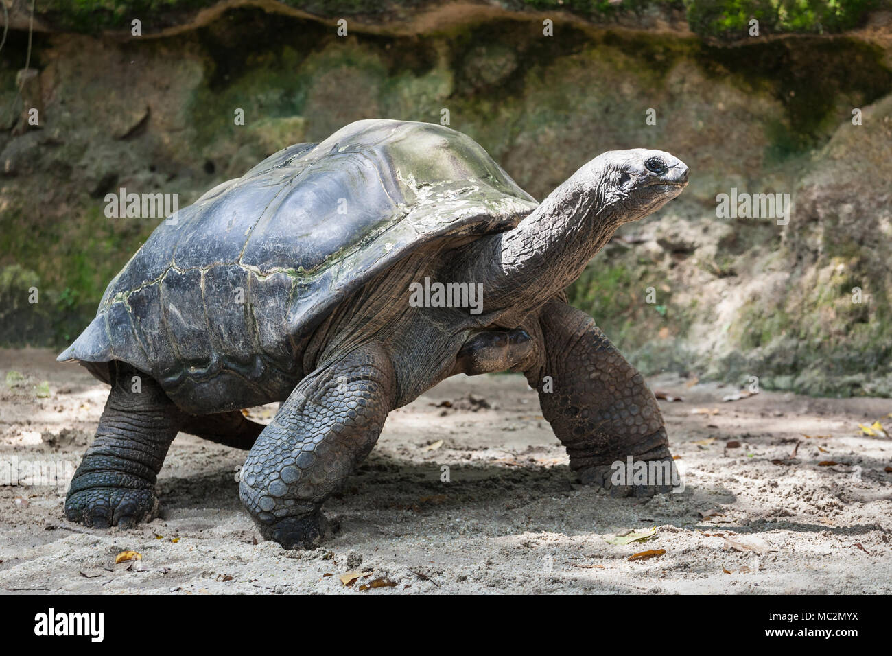 Big Turtle High Resolution Stock Photography and Images - Alamy