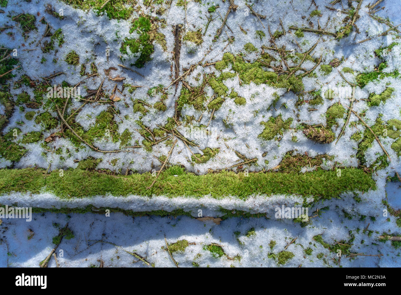 Ground covered by moss and snow early spring Stock Photo - Alamy