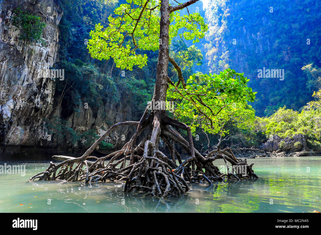 A single mangrove stands in turquoise waters of a hidden lagoon, Phang ...