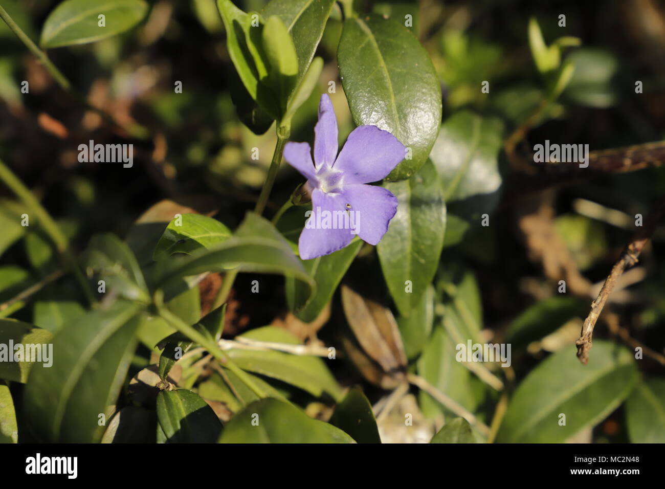 Vinca minor has blue flowers Stock Photo - Alamy