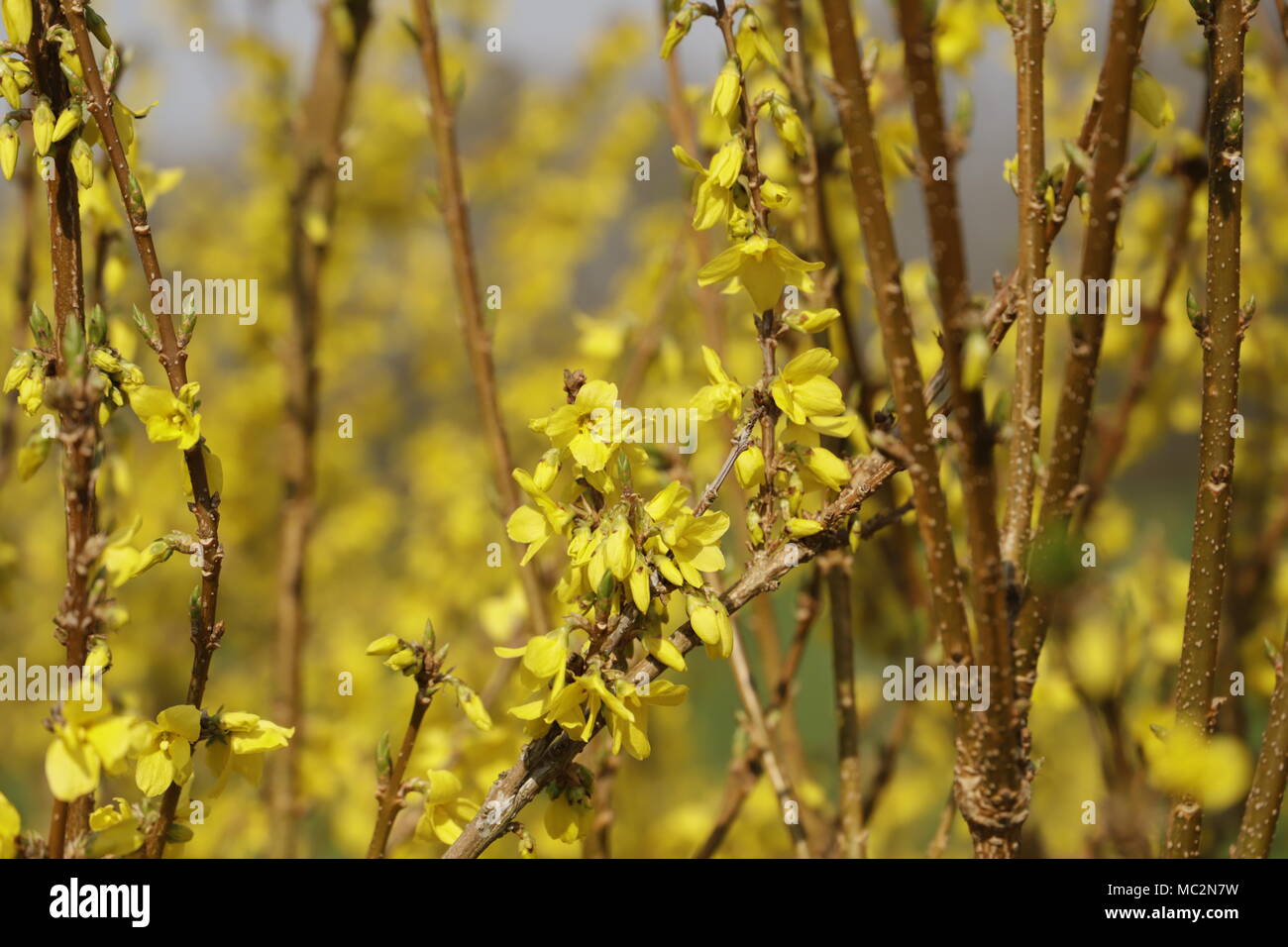 Forsythia blooms with many yellow flowers in the spring Stock Photo - Alamy
