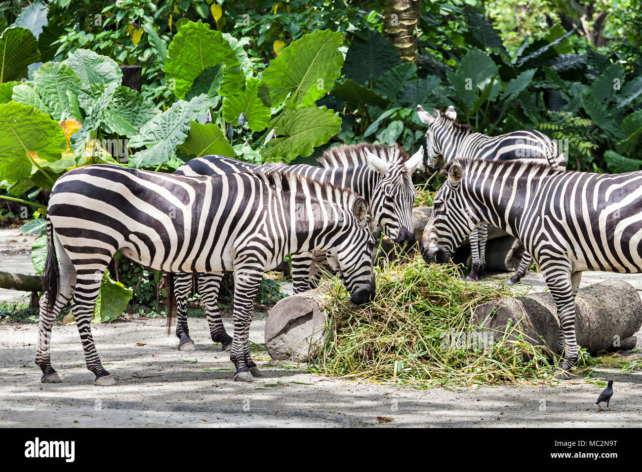 Zebras eating grass hi-res stock photography and images - Alamy