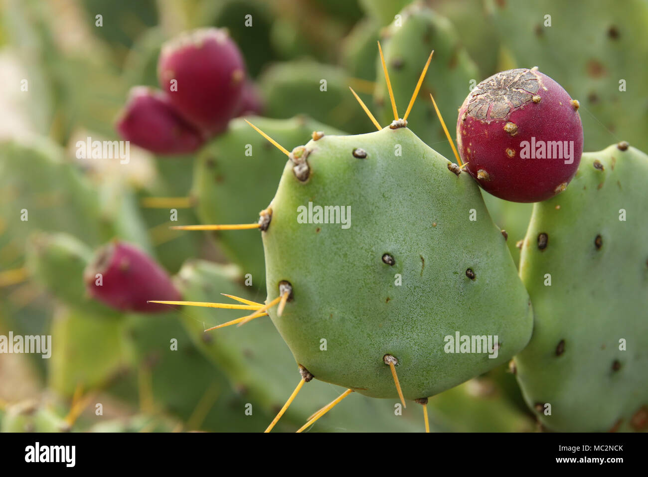 Macro image of green sabras cactus Stock Photo - Alamy