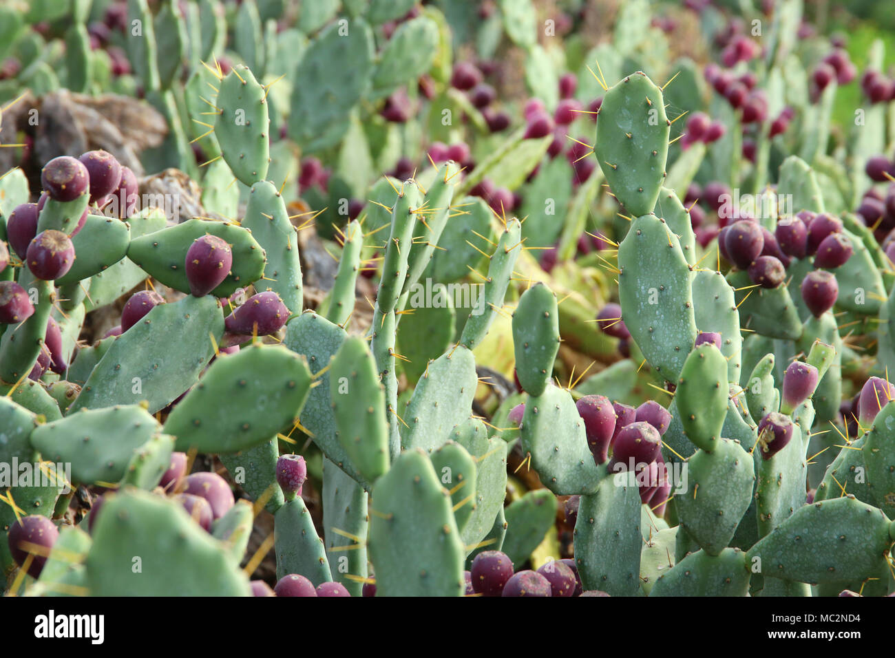 Macro image of green sabras cactus Stock Photo - Alamy