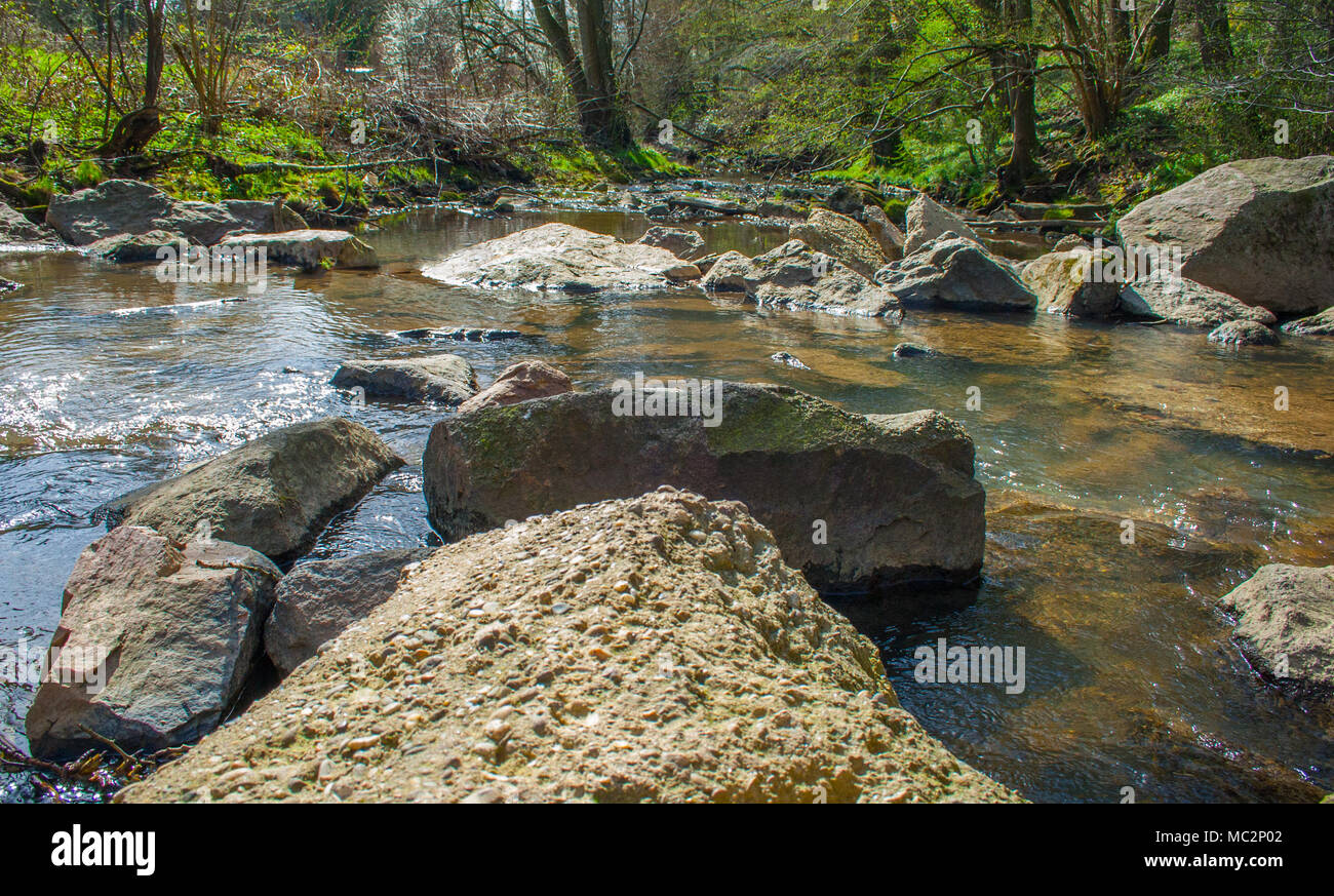 Stream with stones in the woods Stock Photo - Alamy
