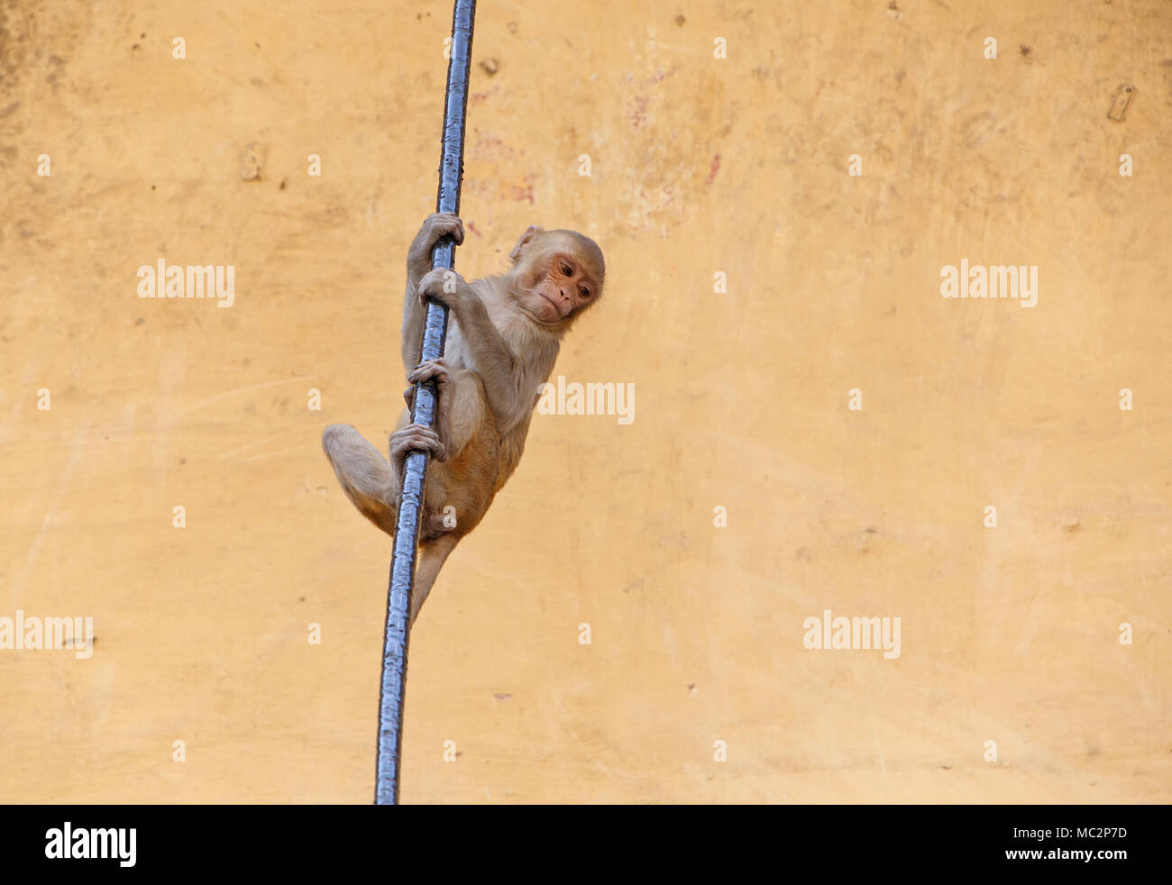 Monkey hanging hi-res stock photography and images - Alamy