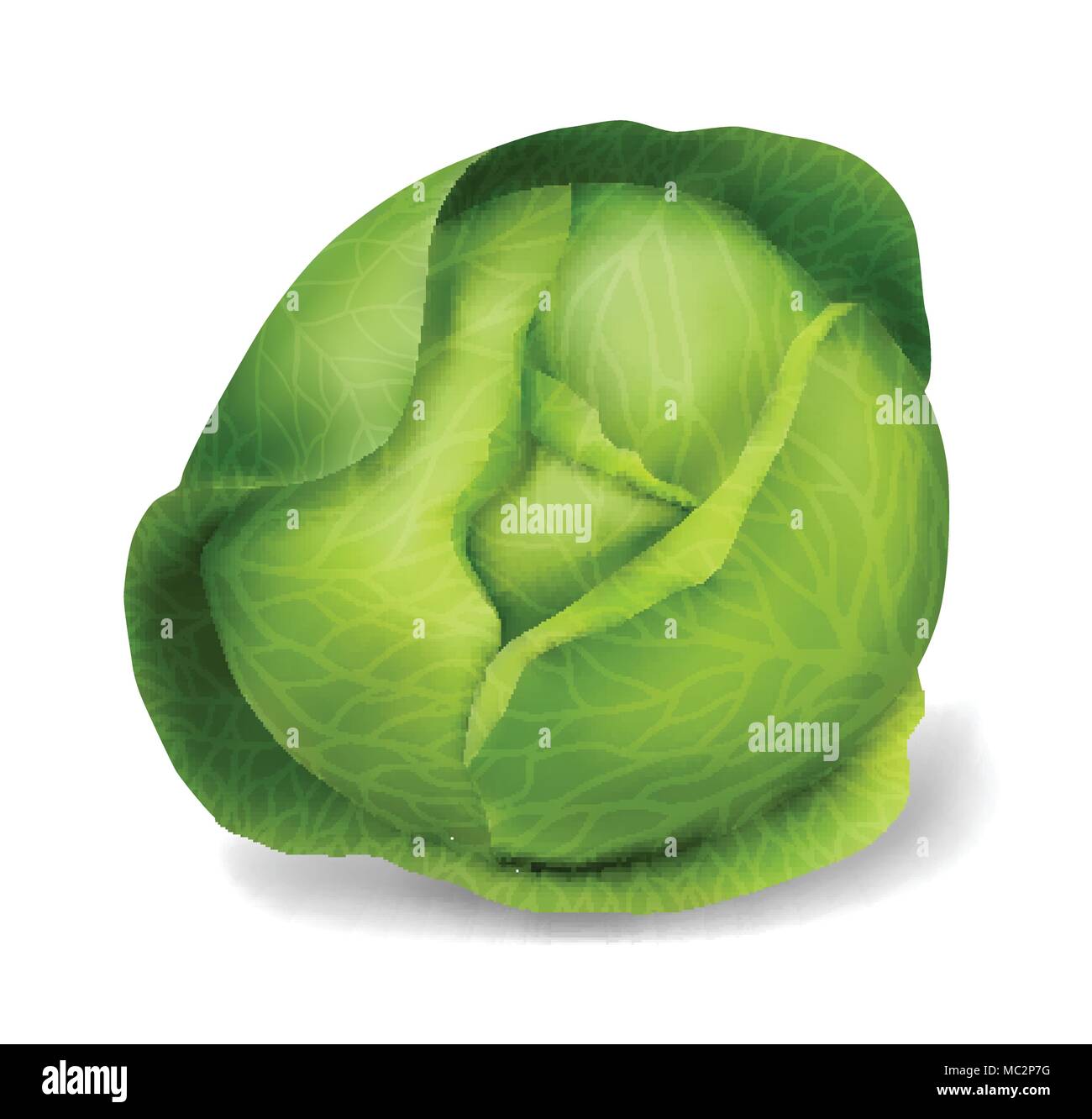 Cabbage, vector object Stock Vector Image & Art - Alamy