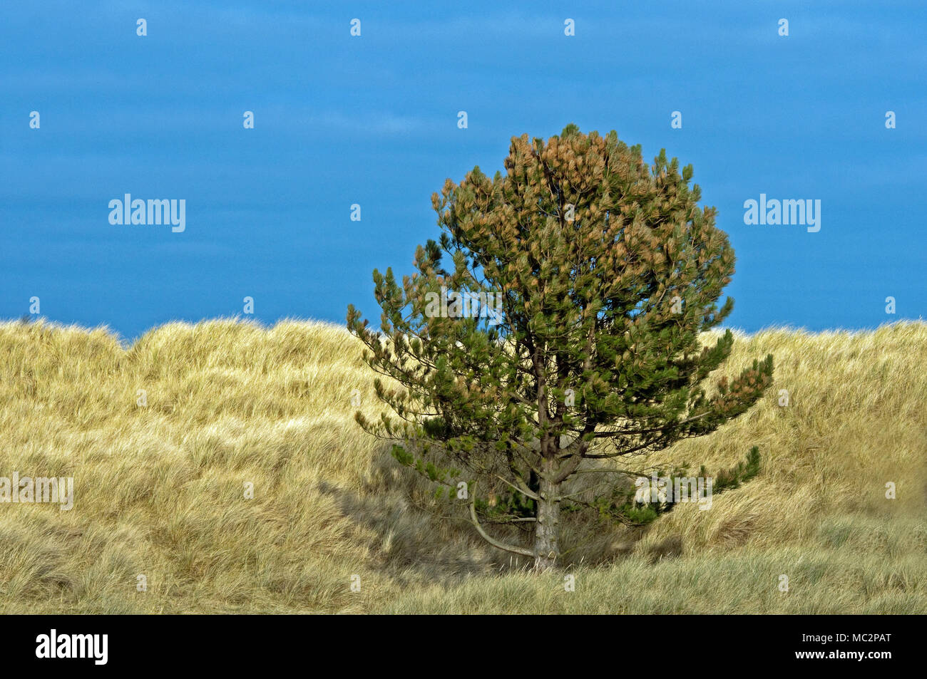 Corsican pine hi-res stock photography and images - Alamy