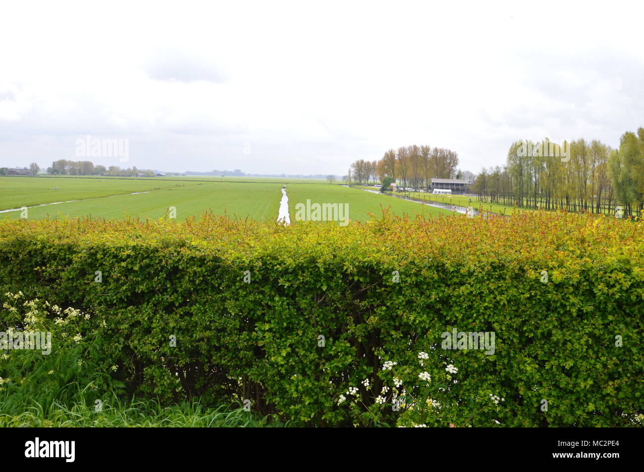 Hedge In Front Of Dutch Landscape Stock Photo - Alamy
