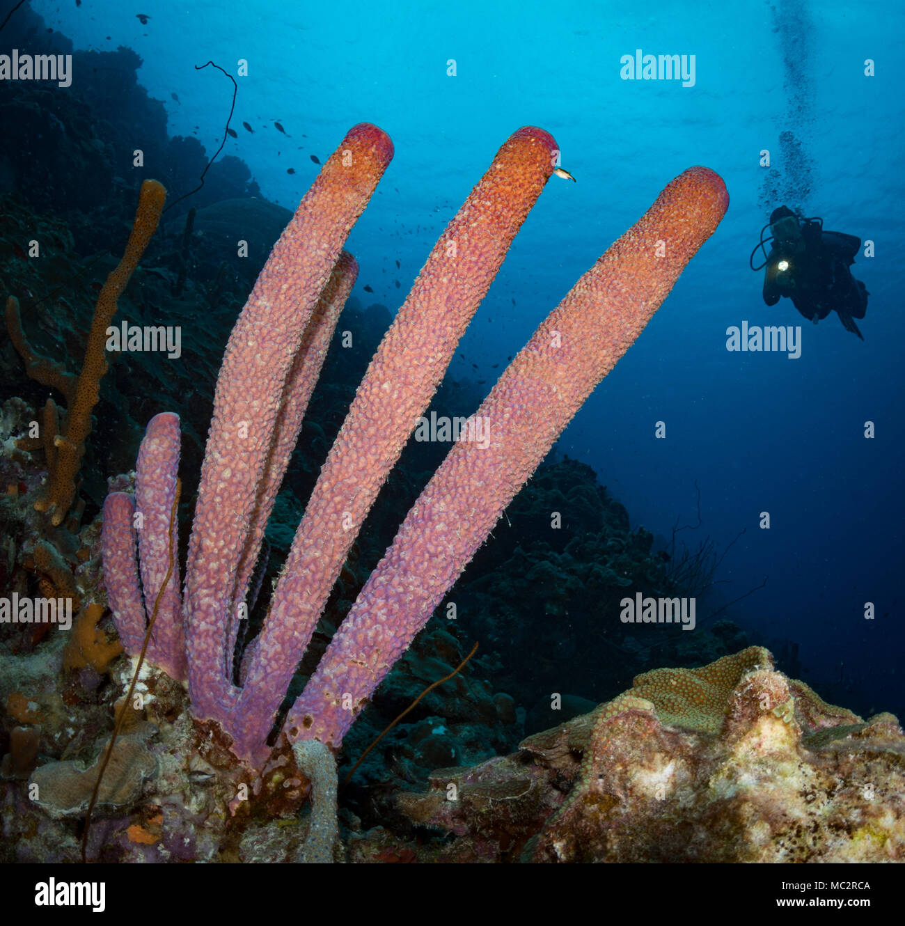 Diver approaches tube sponges. Bari Reef, Bonaire, Netherlands Antilles ...