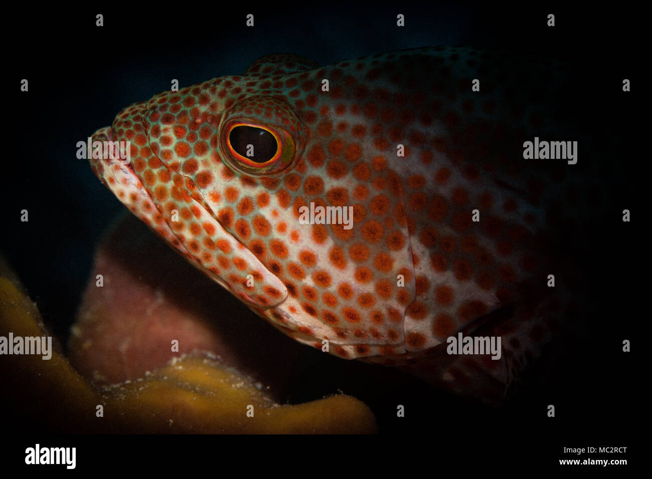 Underwater images hi-res stock photography and images - Alamy