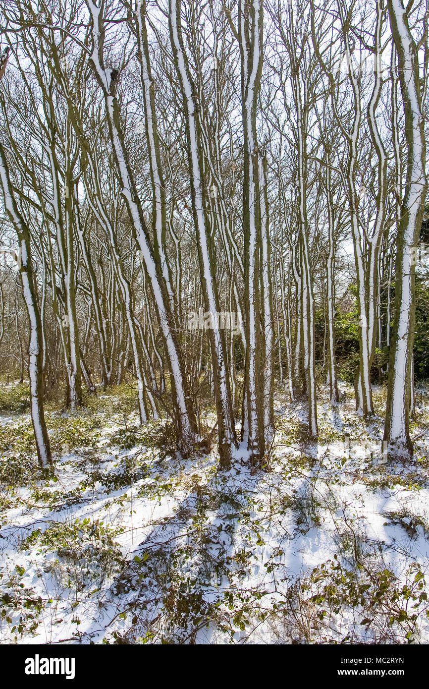 Snow Drifted on to Tree Trunks in Woodland Stock Photo - Alamy