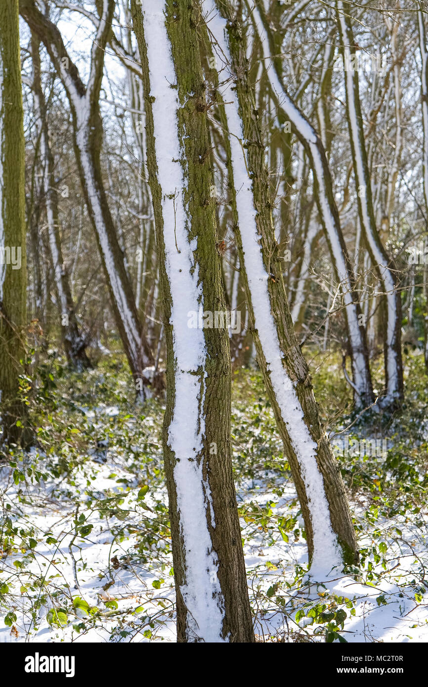 Snow Drifted on to Tree Trunks in Woodland Stock Photo - Alamy