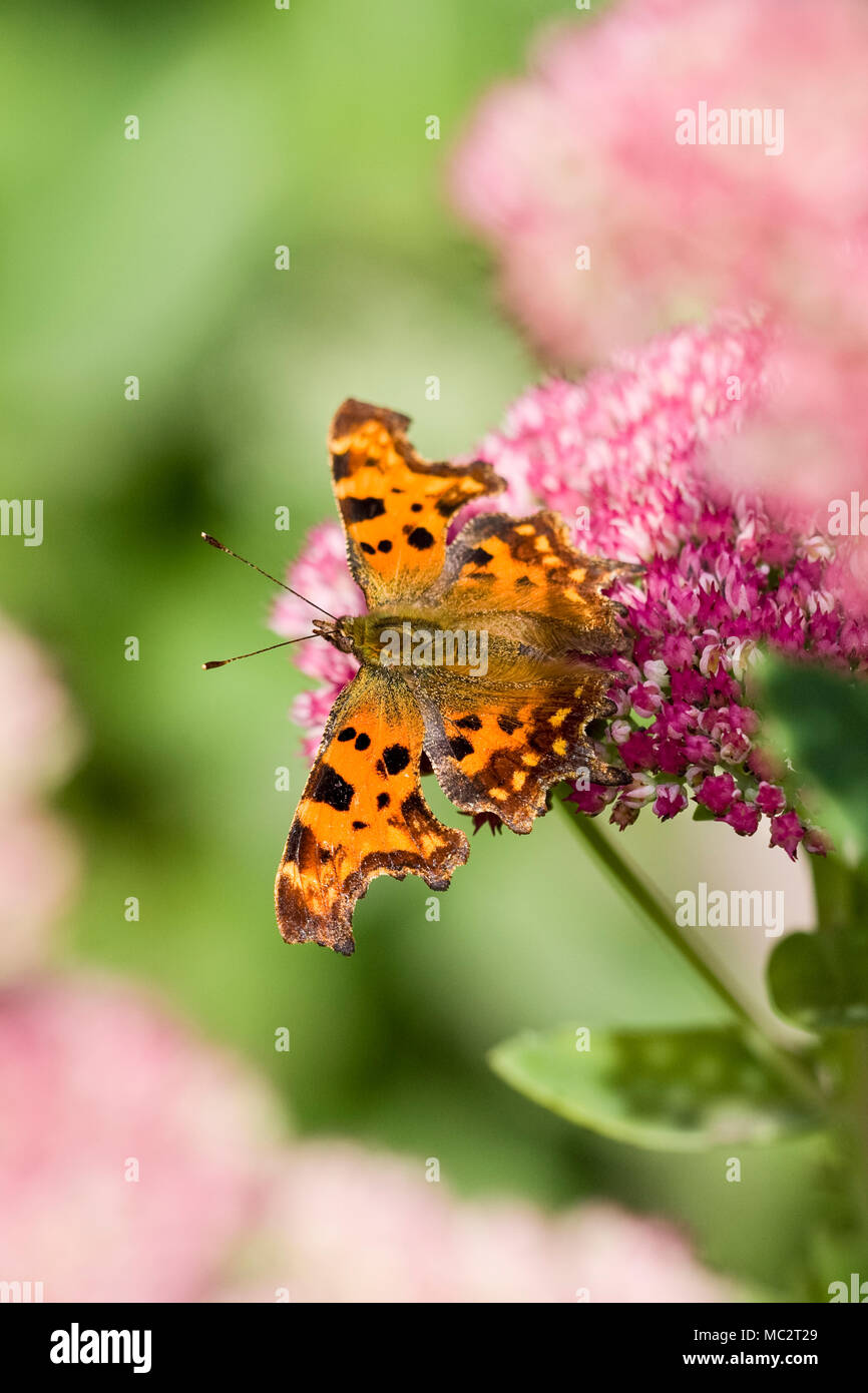 Comma Butterfly feeding on Sedum - Polygonum c-album Stock Photo - Alamy