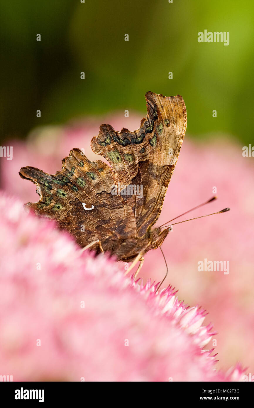 Comma Butterfly feeding on Sedum showing comma mark on underside of ...