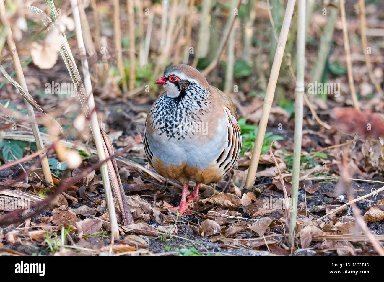 Red-Legged Partridge Stock Photo - Alamy