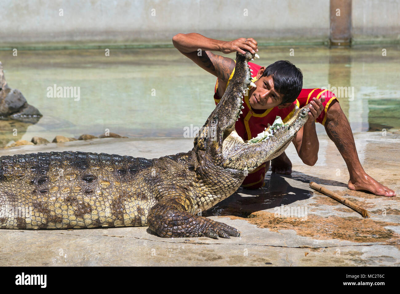 Crocodile Show at Samutprakarn Crocodile Farm and Zoo, Bangkok ...