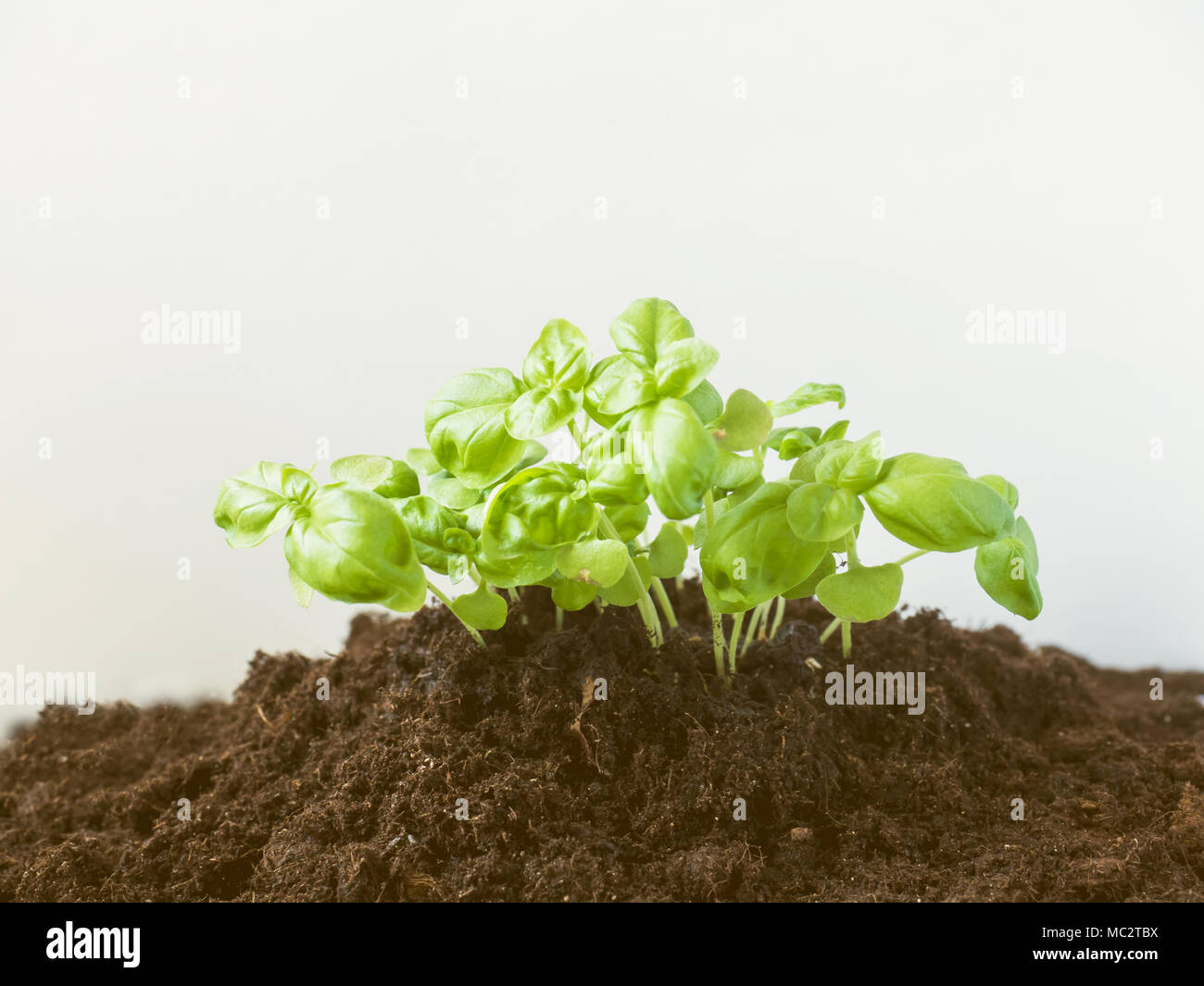 Green Basil in the ground on white background Stock Photo - Alamy