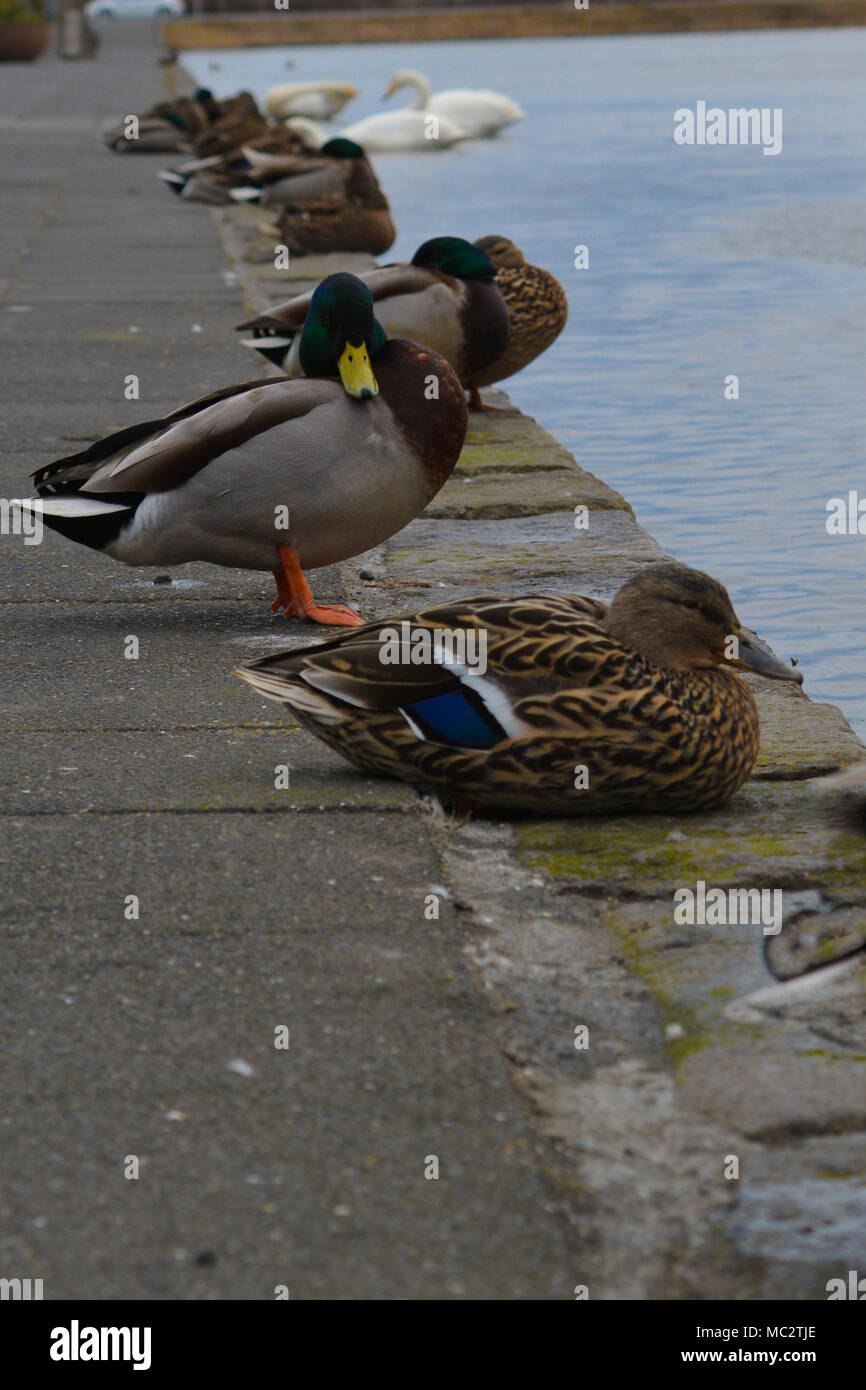 Relaxing ducks hi-res stock photography and images - Alamy