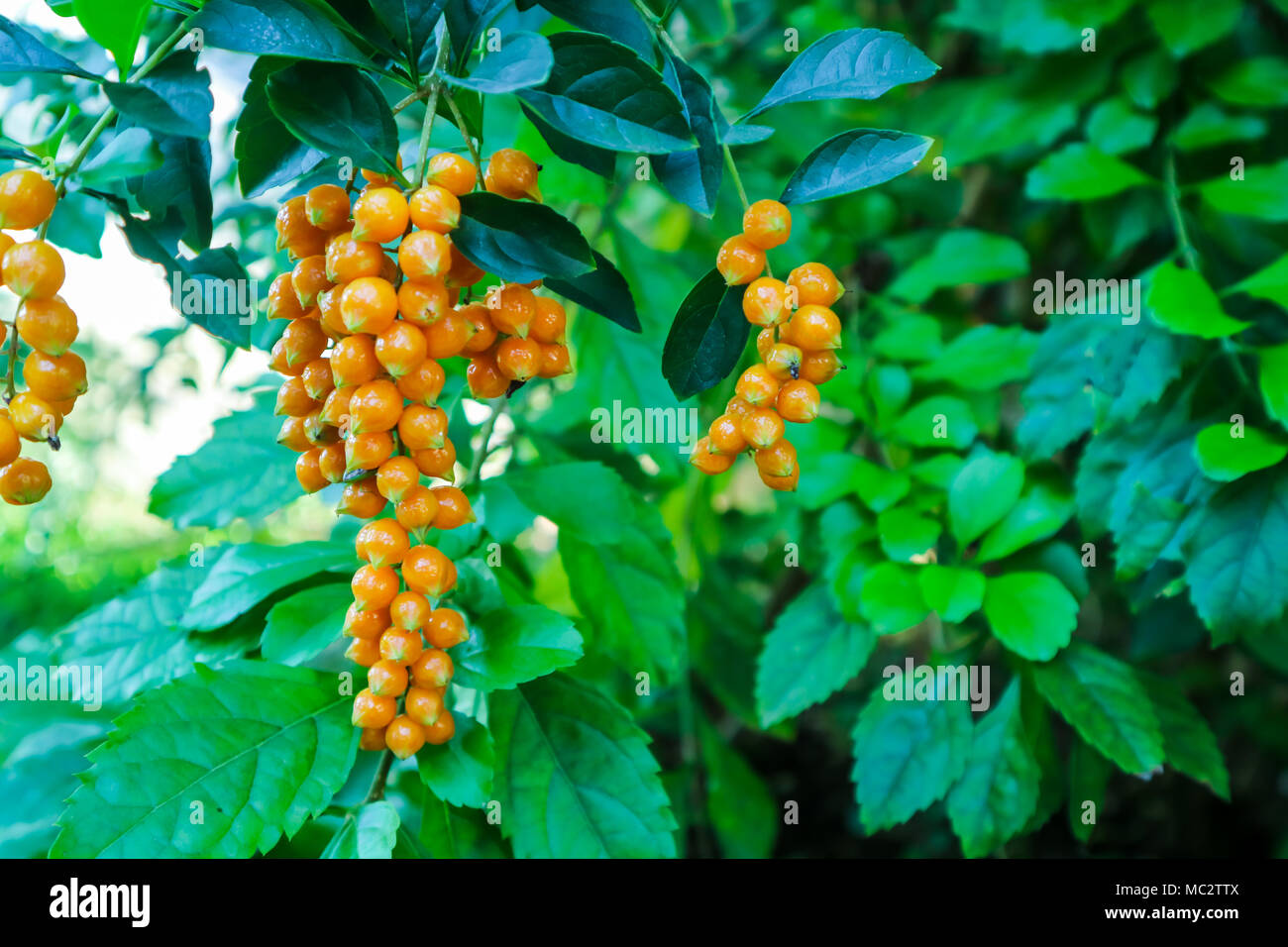 Golden Dew Drop, Pigeon Berry, Sky Flower ( Duranta erecta ), The ...