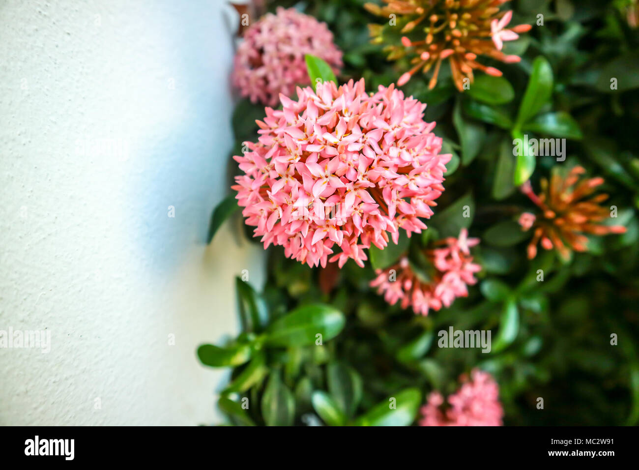 Ixora is a tropical to semi-tropical evergreen shrub that is suitable ...