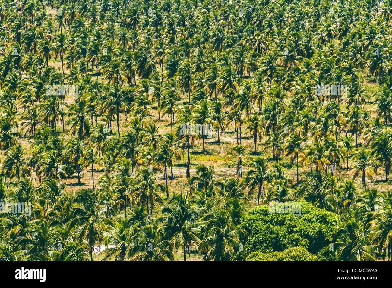 Coconut tree farm hi-res stock photography and images - Alamy