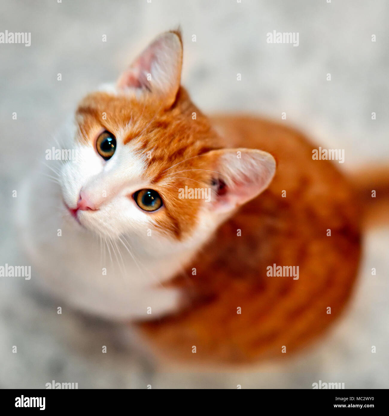Young hungry cat looking for food Stock Photo - Alamy
