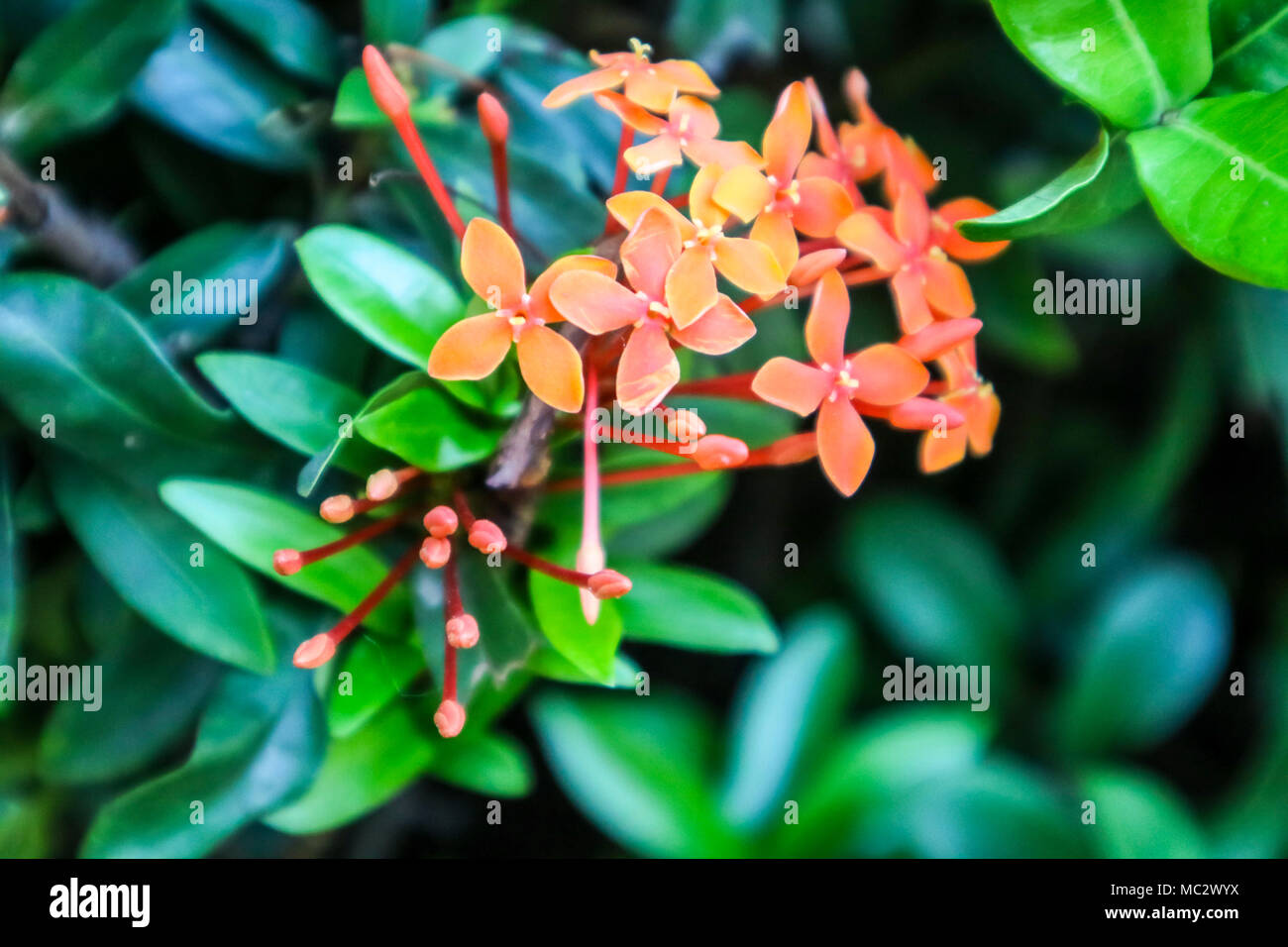 Ixora is a tropical to semi-tropical evergreen shrub that is suitable ...