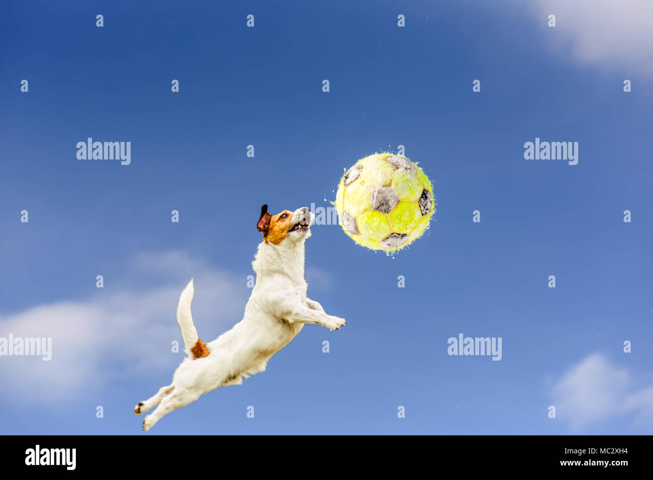 Flying Dog Movie Series