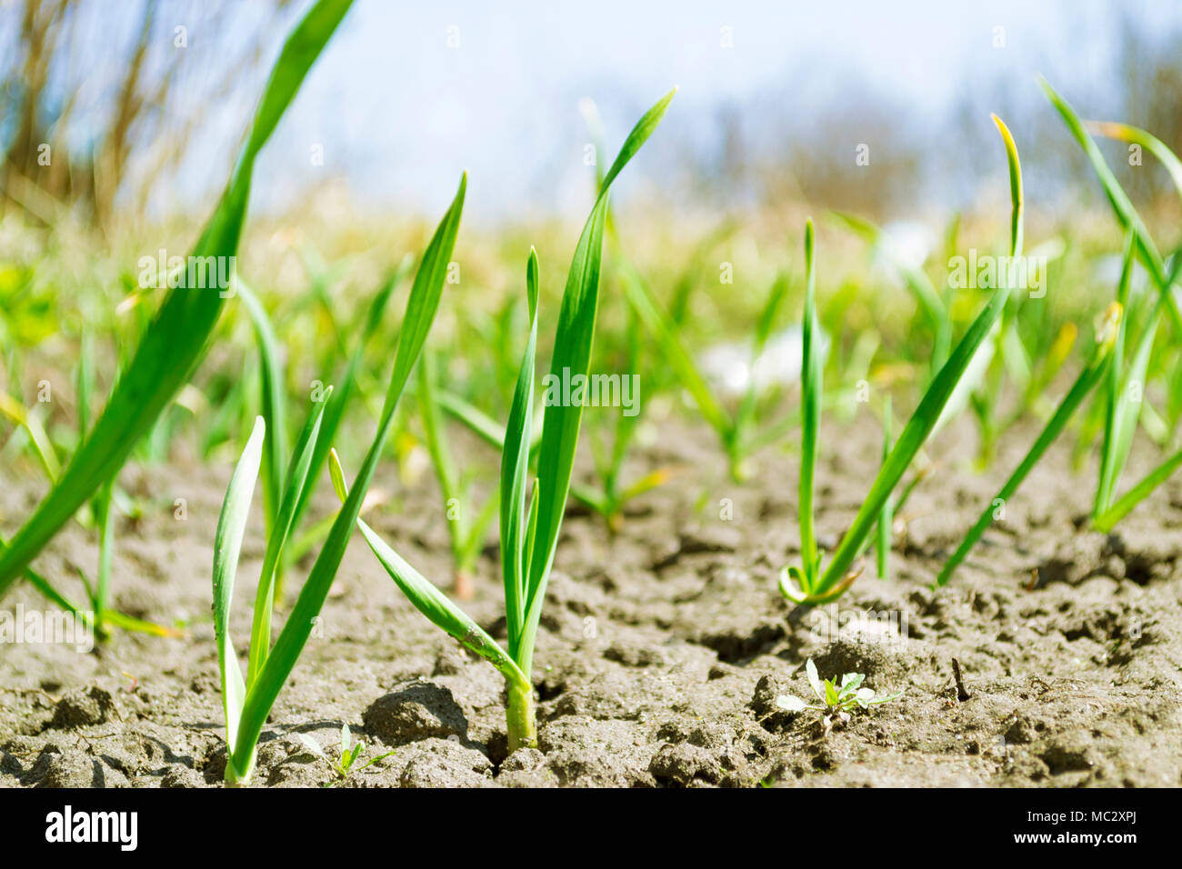Garlic plants rising on a ground early spring photo. Closeup Stock ...