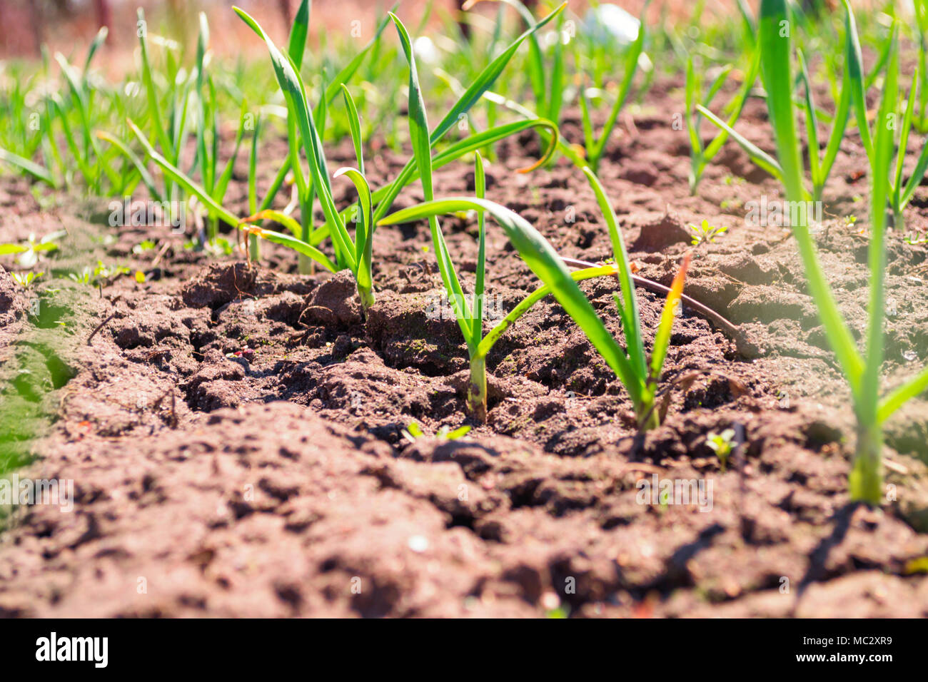 Garlic plants rising on a ground early spring photo. Closeup Stock ...