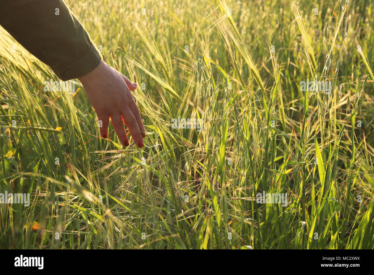 Close up of a woman's hand touching golden grass Stock Photo - Alamy