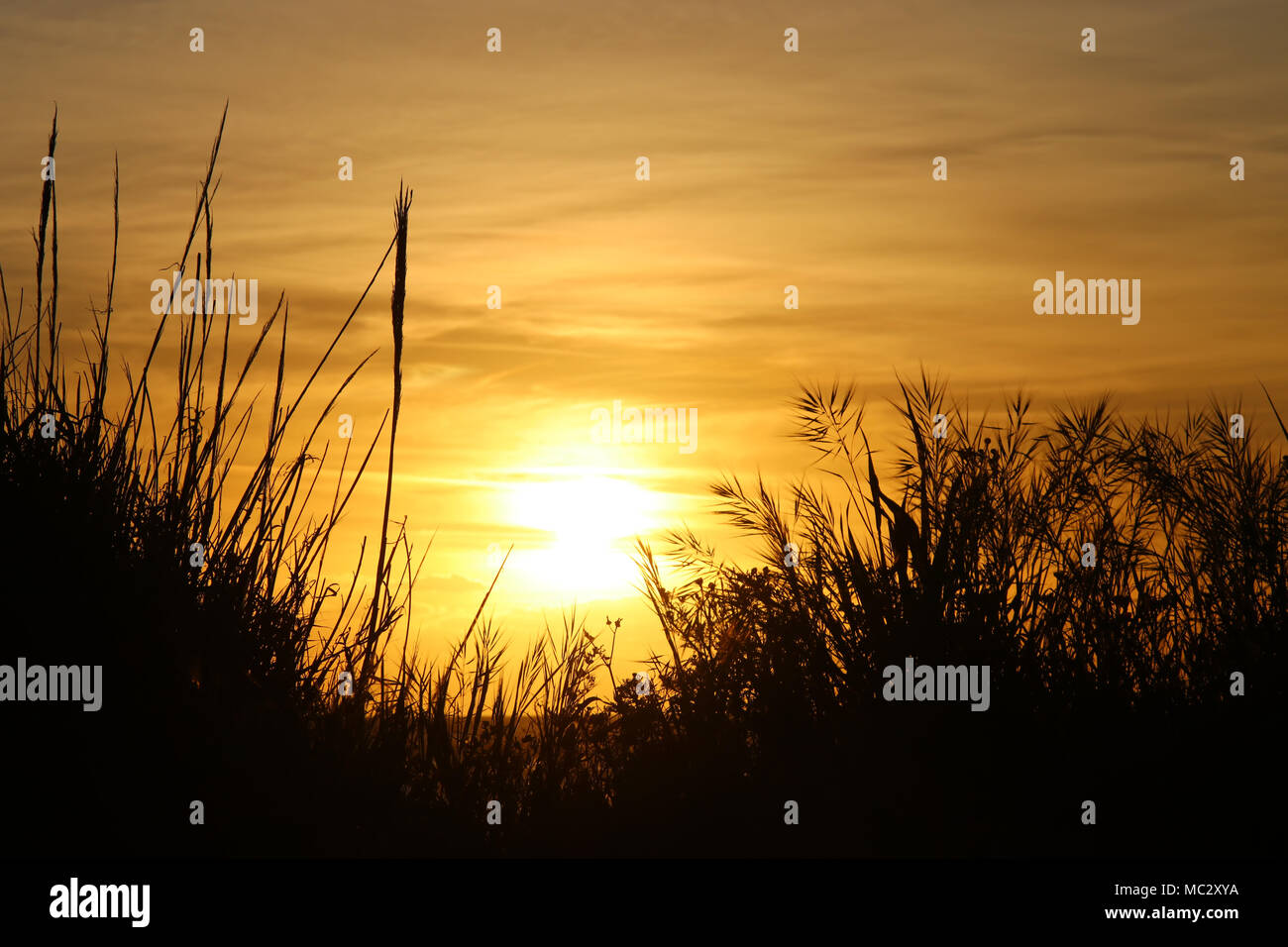 image of sunset and reeds silhouette Stock Photo - Alamy