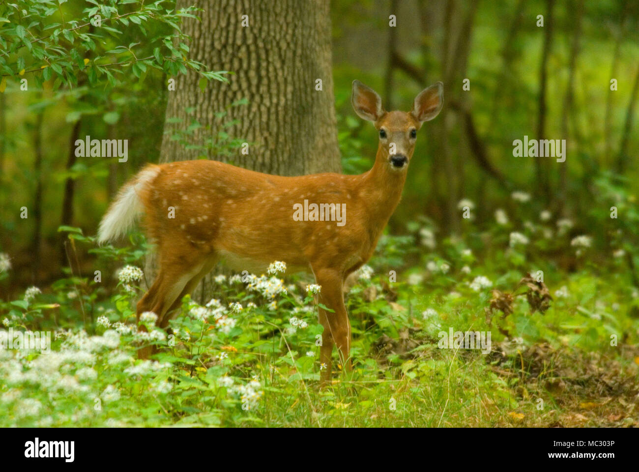White-tailed deer, Sherwood Island State Park, Connecticut Stock Photo ...