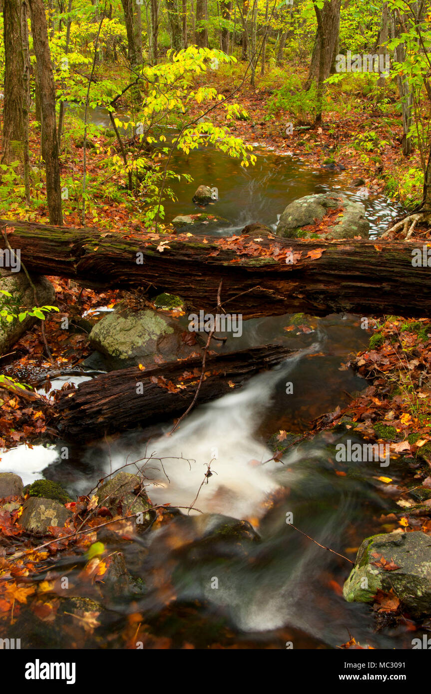 Forest brook along Blue Trail, Collis P Huntington State Park ...