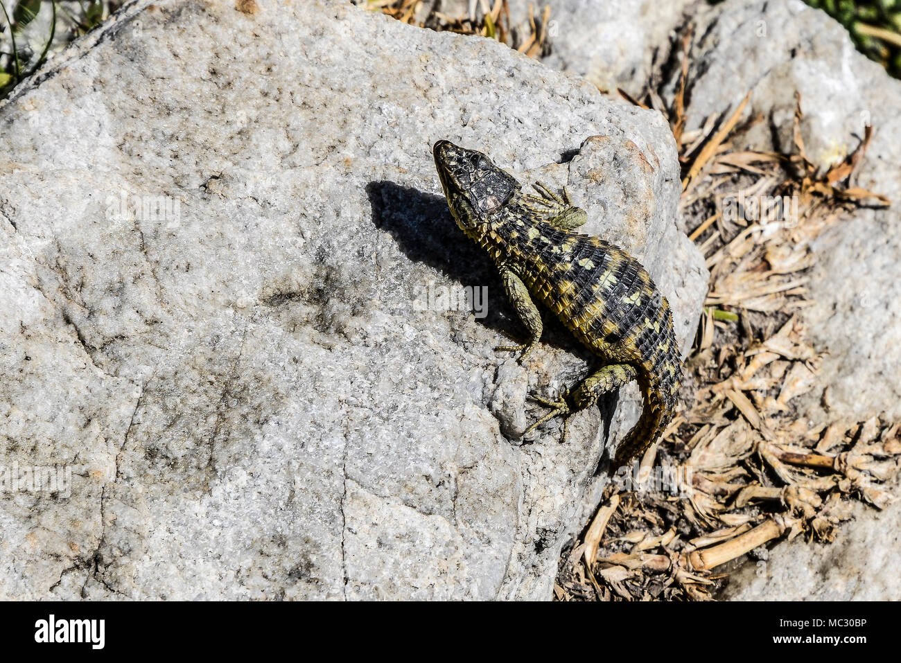 Lizard of western cape hi-res stock photography and images - Alamy