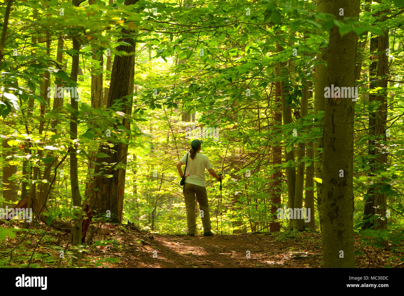 Roaring brook falls trail hi-res stock photography and images - Alamy