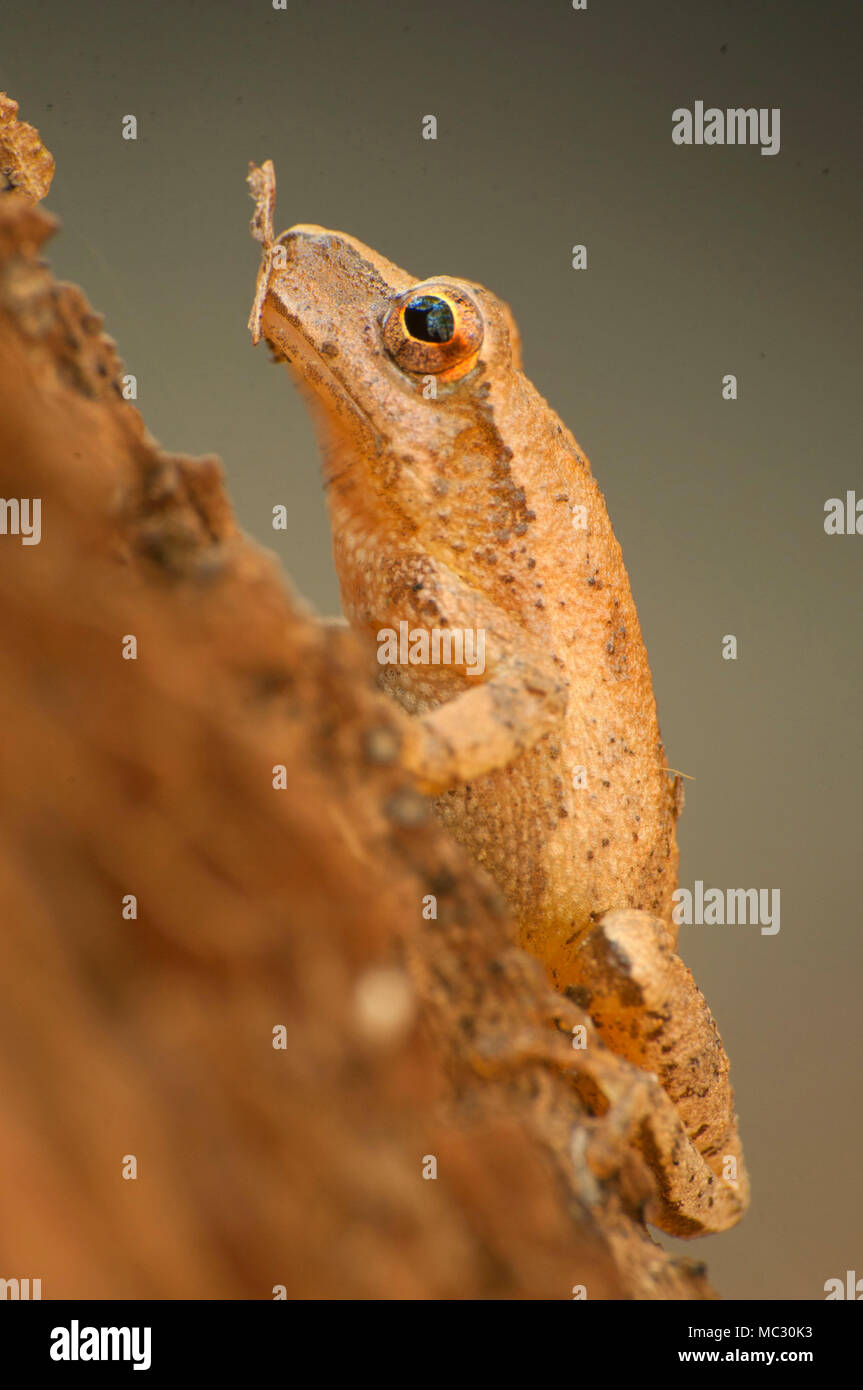 Spring peeper along Mattabesett Trail, New England National Scenic ...