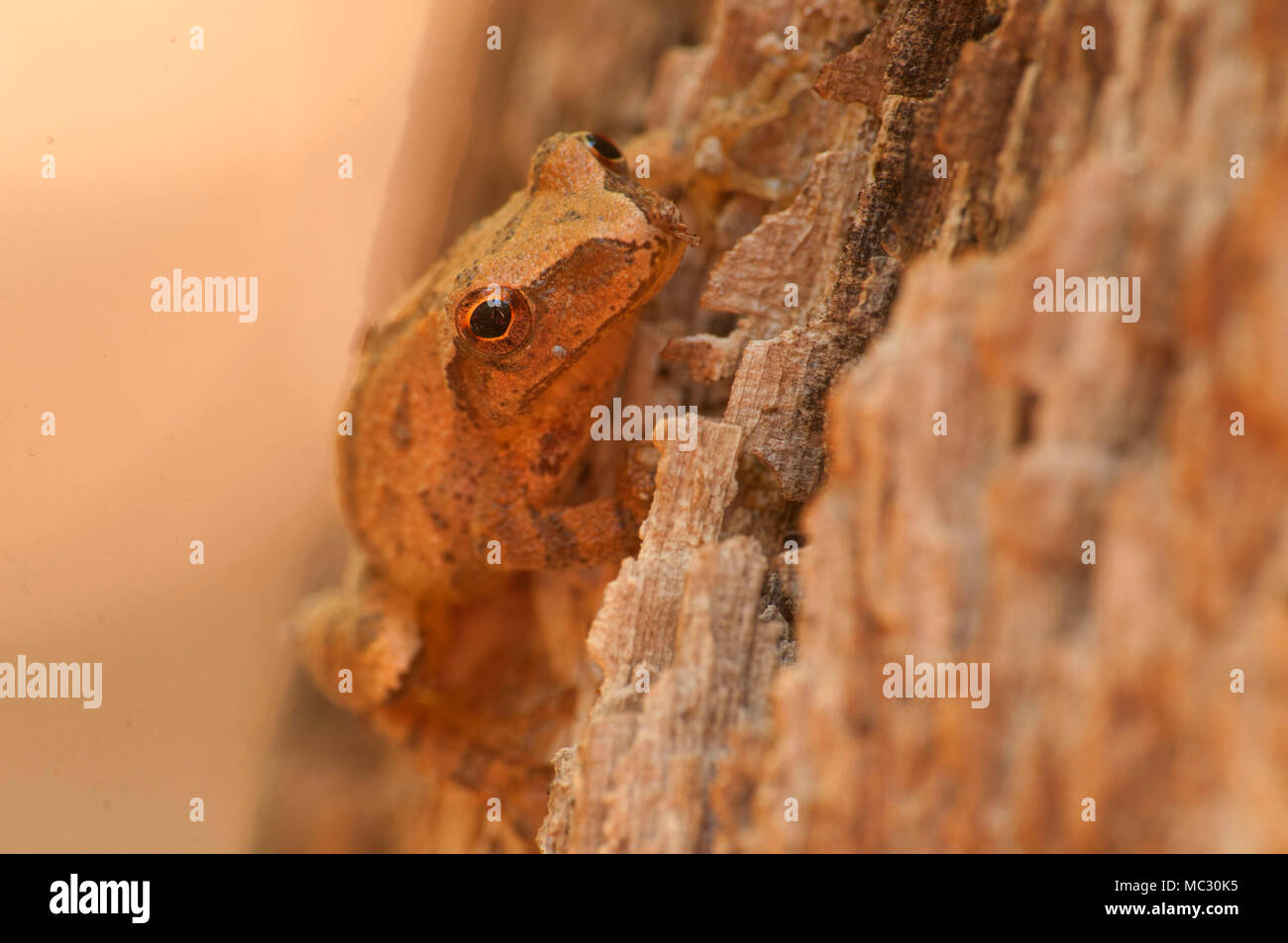 Peeper frog hi-res stock photography and images - Alamy