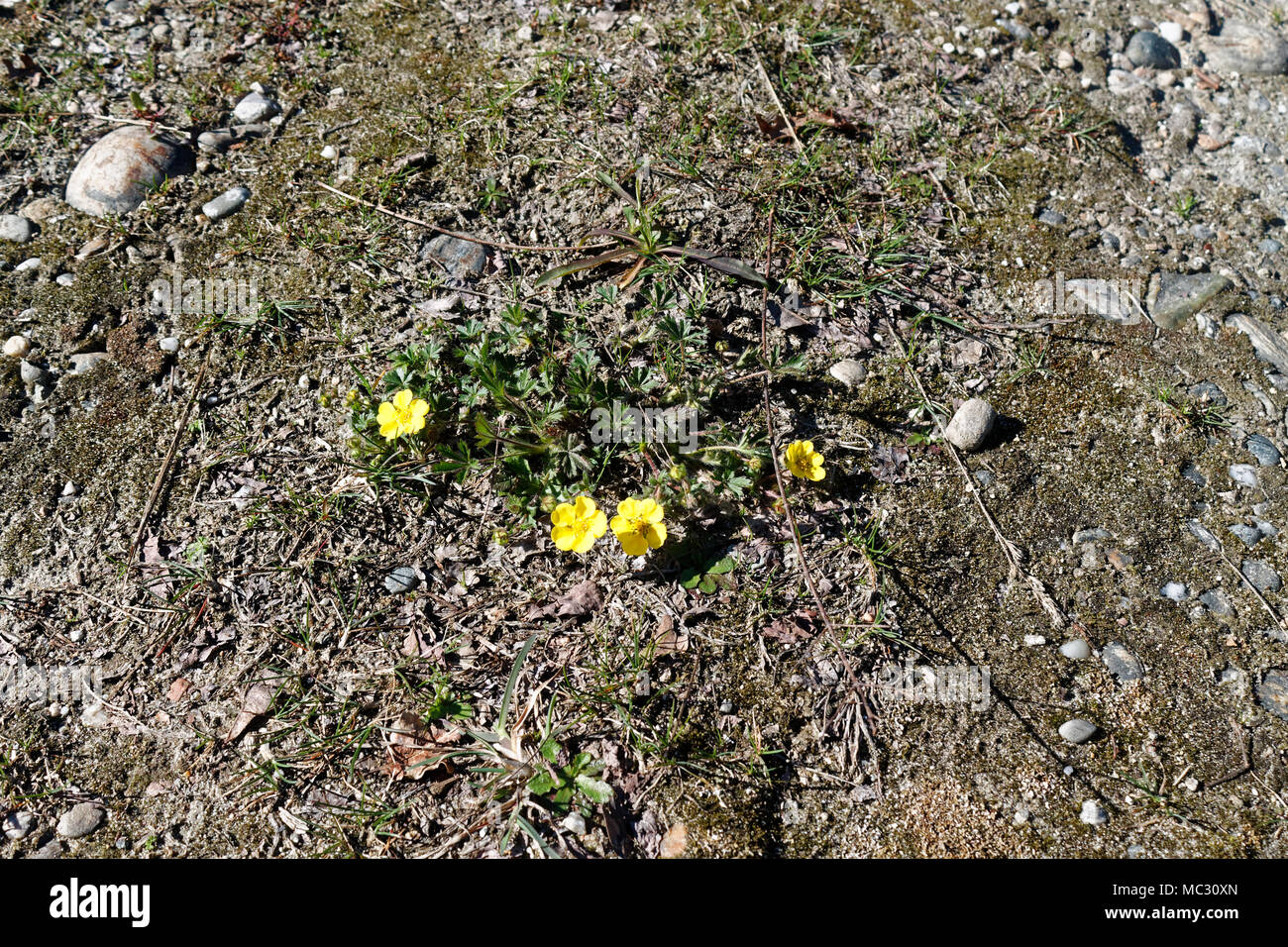 Spring flowers in fresh forest, good for meditation and mind cleaning ...