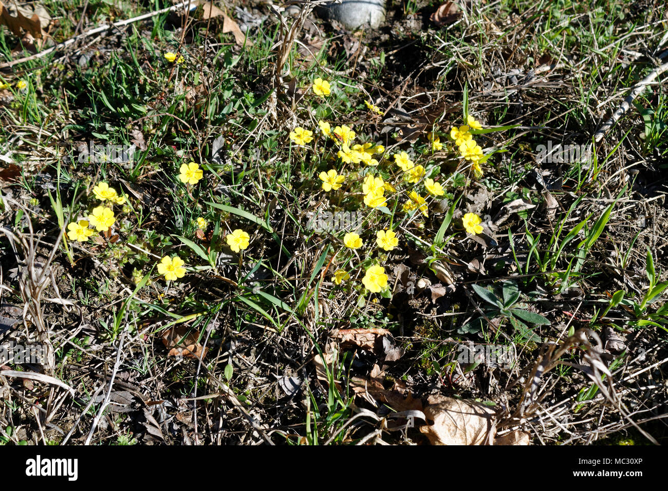 Spring flowers in fresh forest, good for meditation and mind cleaning ...