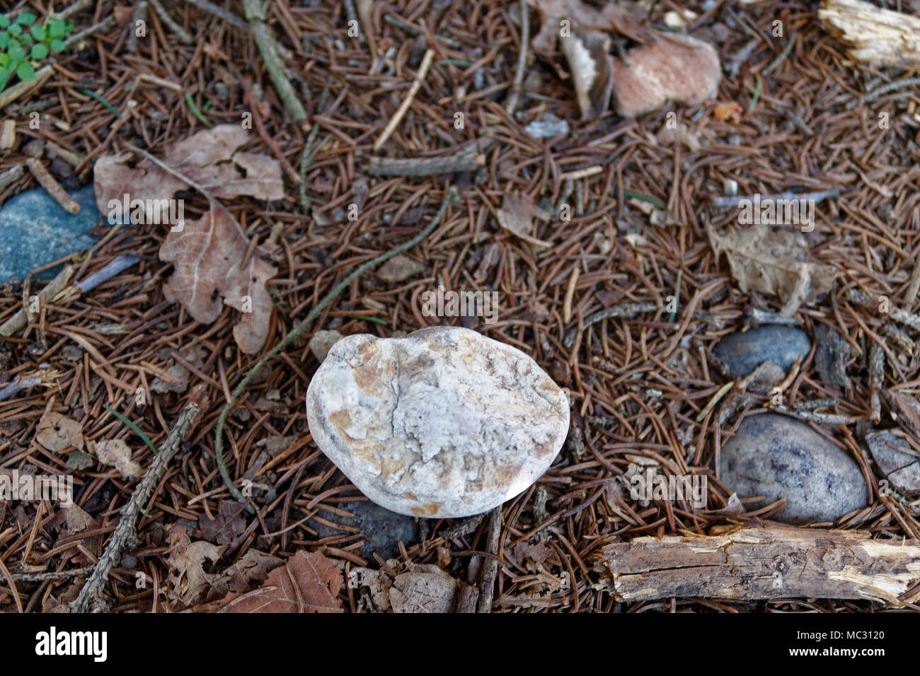 Stone of meditation for relaxation and purification of the mind Stock ...