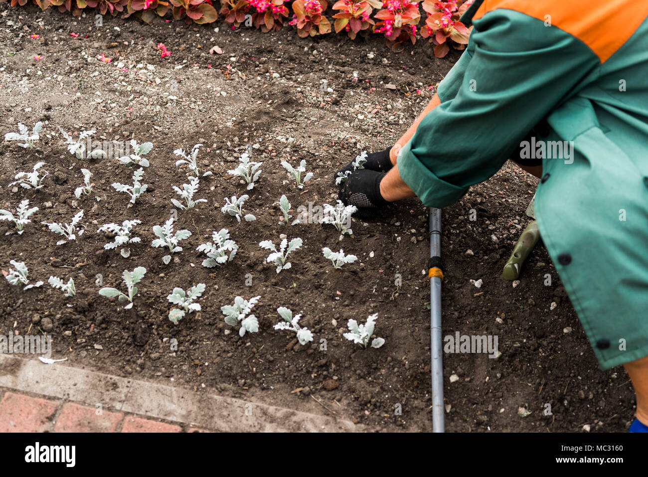 Seed Groove High Resolution Stock Photography and Images - Alamy