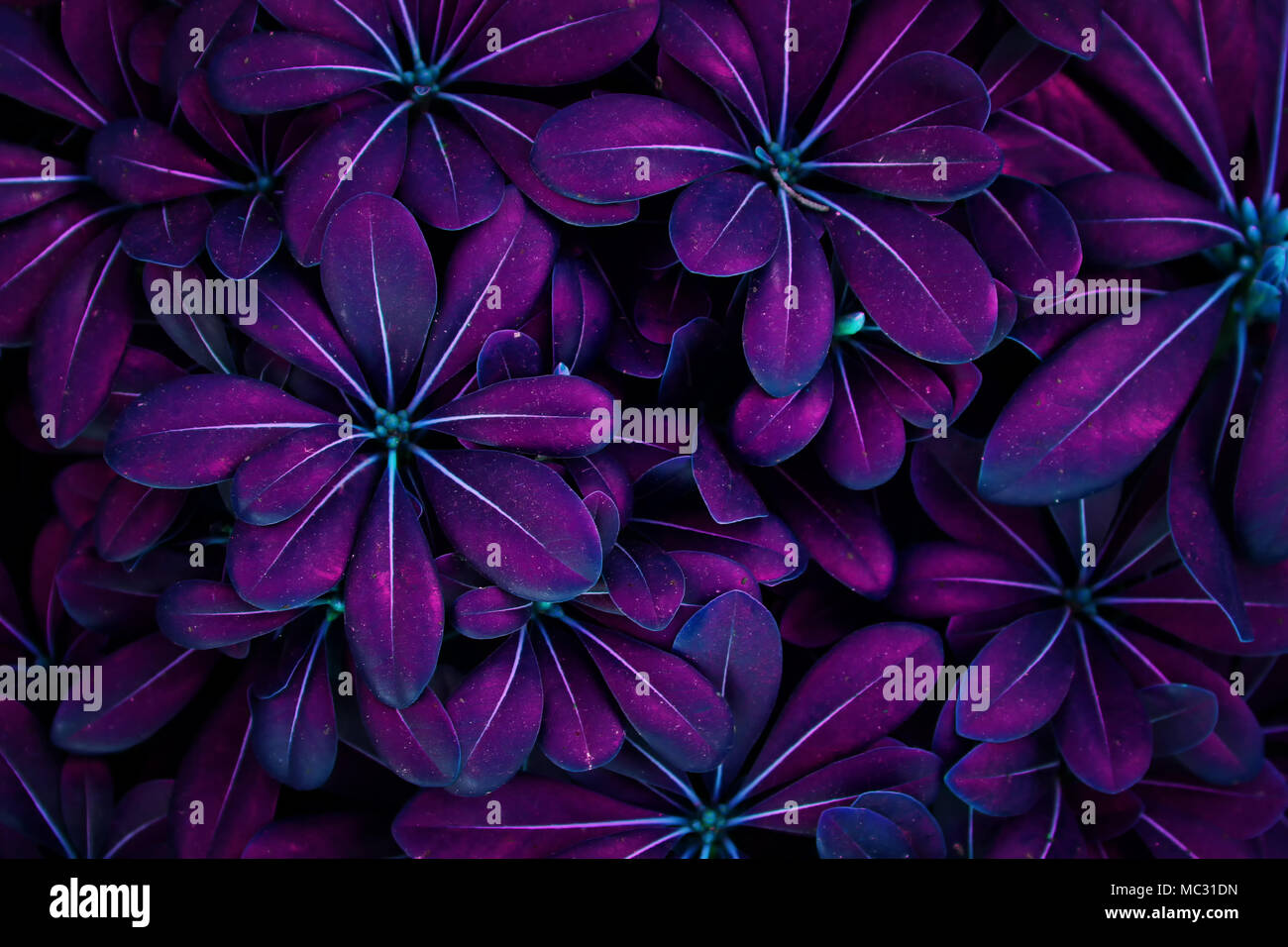 Ultra Violet background effect made of fresh leaves Stock Photo - Alamy