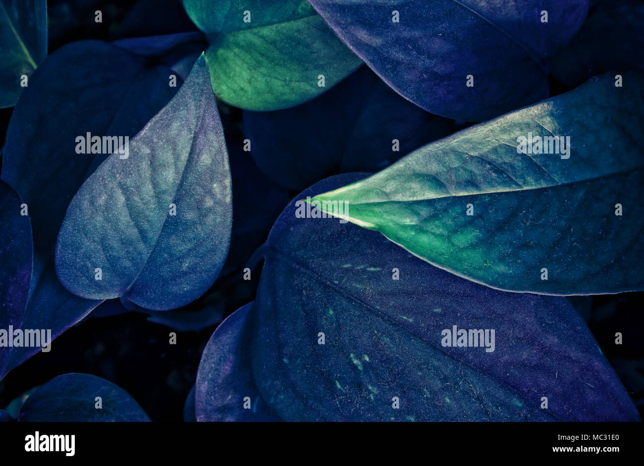 Ultra Violet background effect made of fresh leaves Stock Photo - Alamy