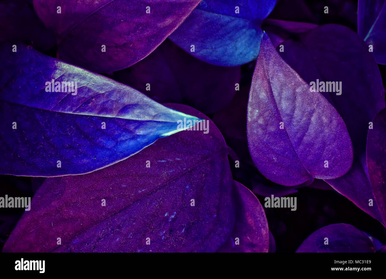 Ultra Violet background effect made of fresh leaves Stock Photo - Alamy