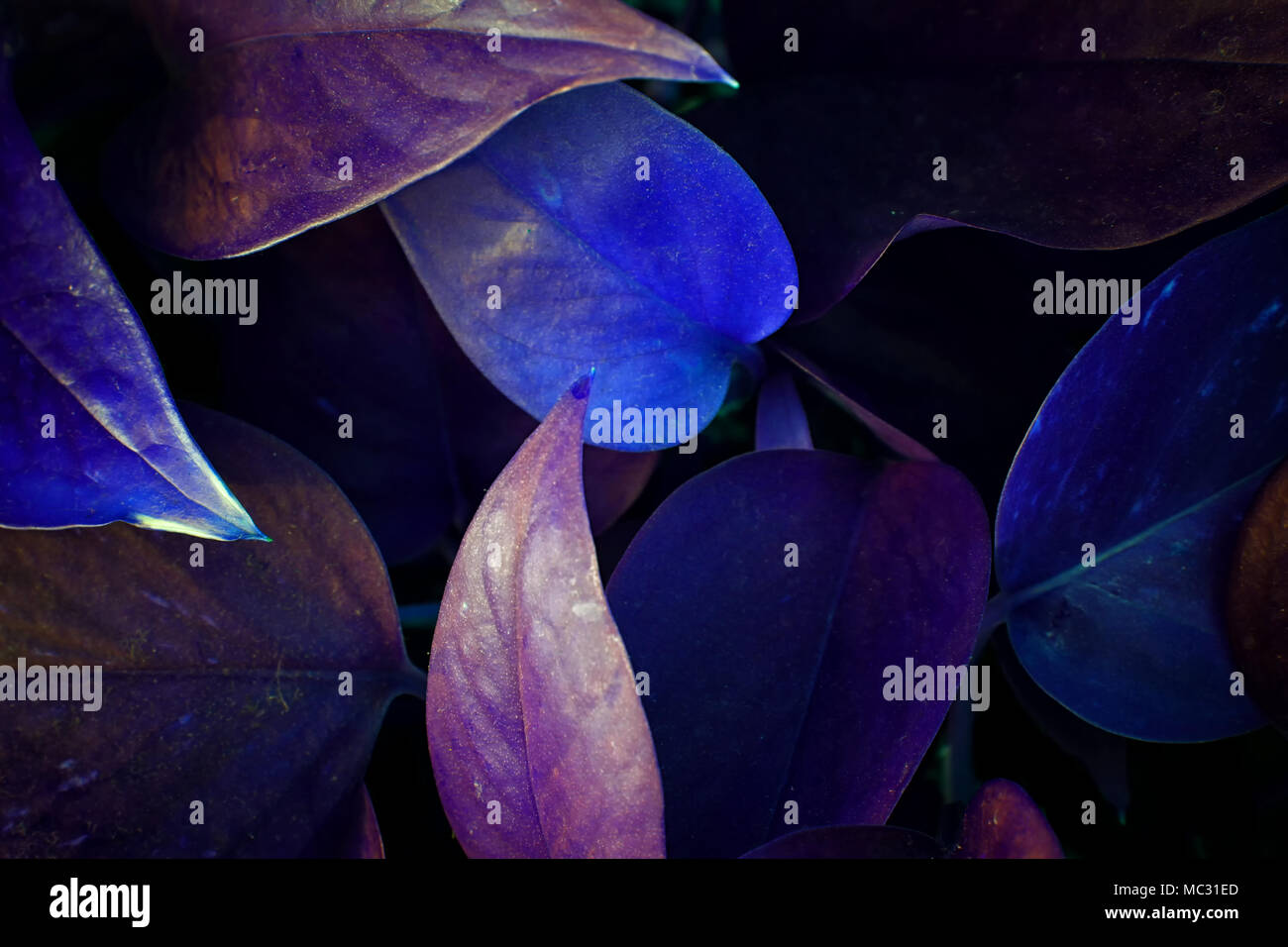 Ultra Violet background effect made of fresh leaves Stock Photo - Alamy